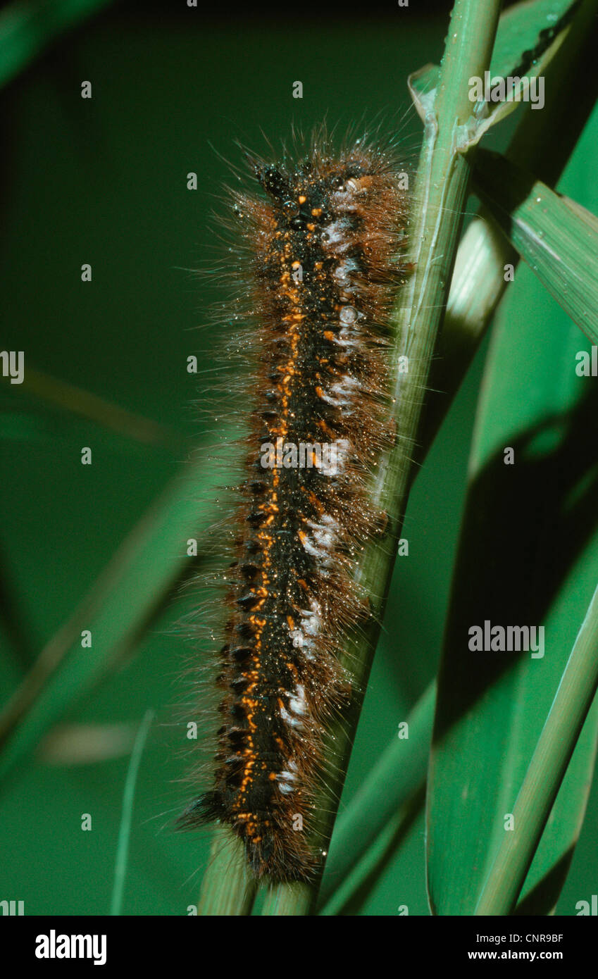 The Drinker (Philudoria potatoria, Euthrix potatoria), caterpillar ...