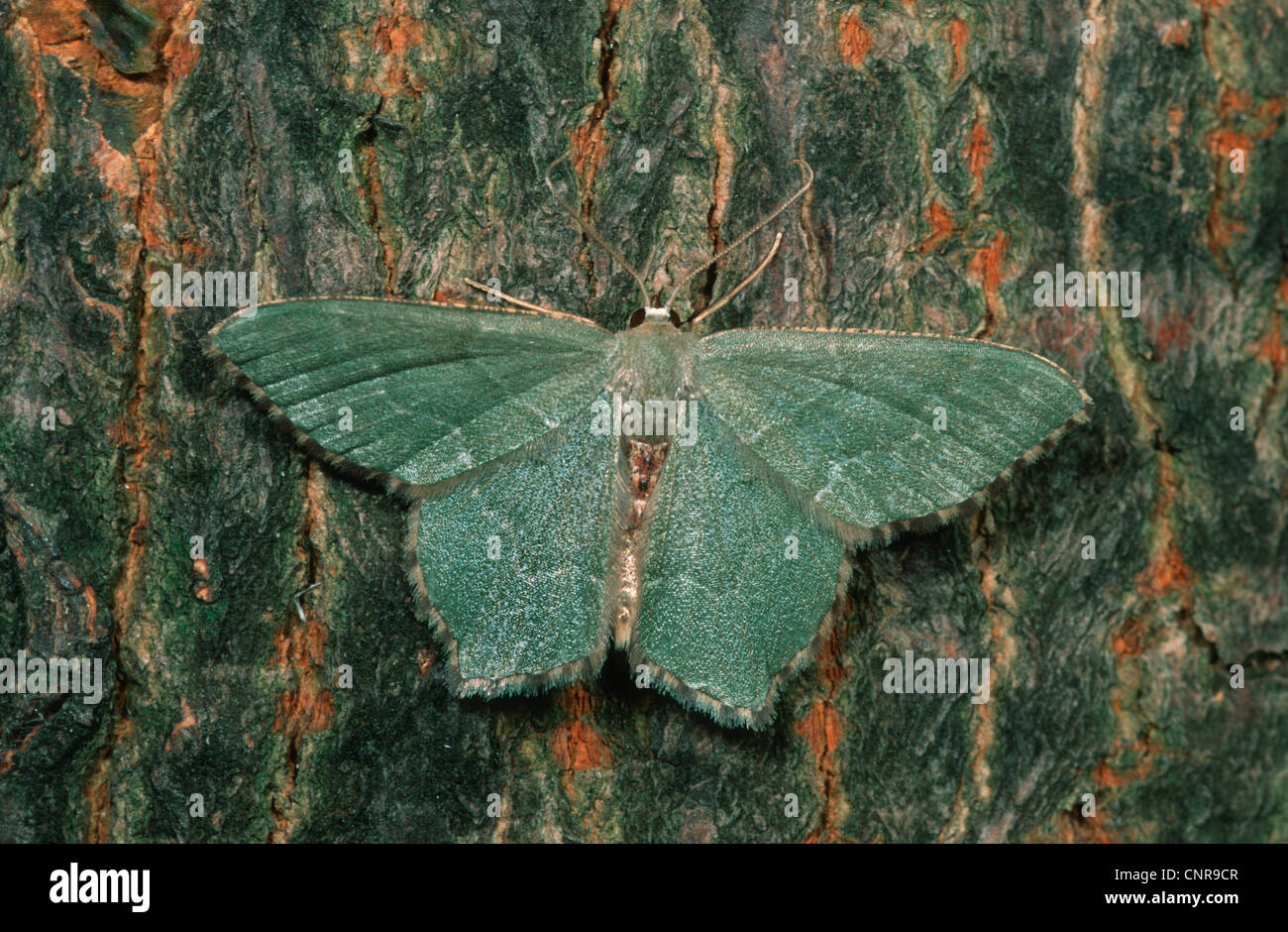 Common emerald moths hi-res stock photography and images - Alamy