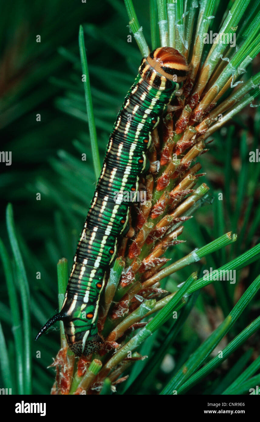 pine hawkmoth (Hyloicus pinastri, Sphinx pinastri), caterpillar on pine ...
