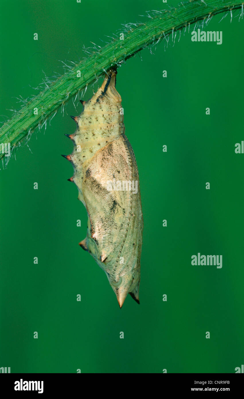 peacock moth, peacock (Inachis io, Nymphalis io), pupa stage at stem ...