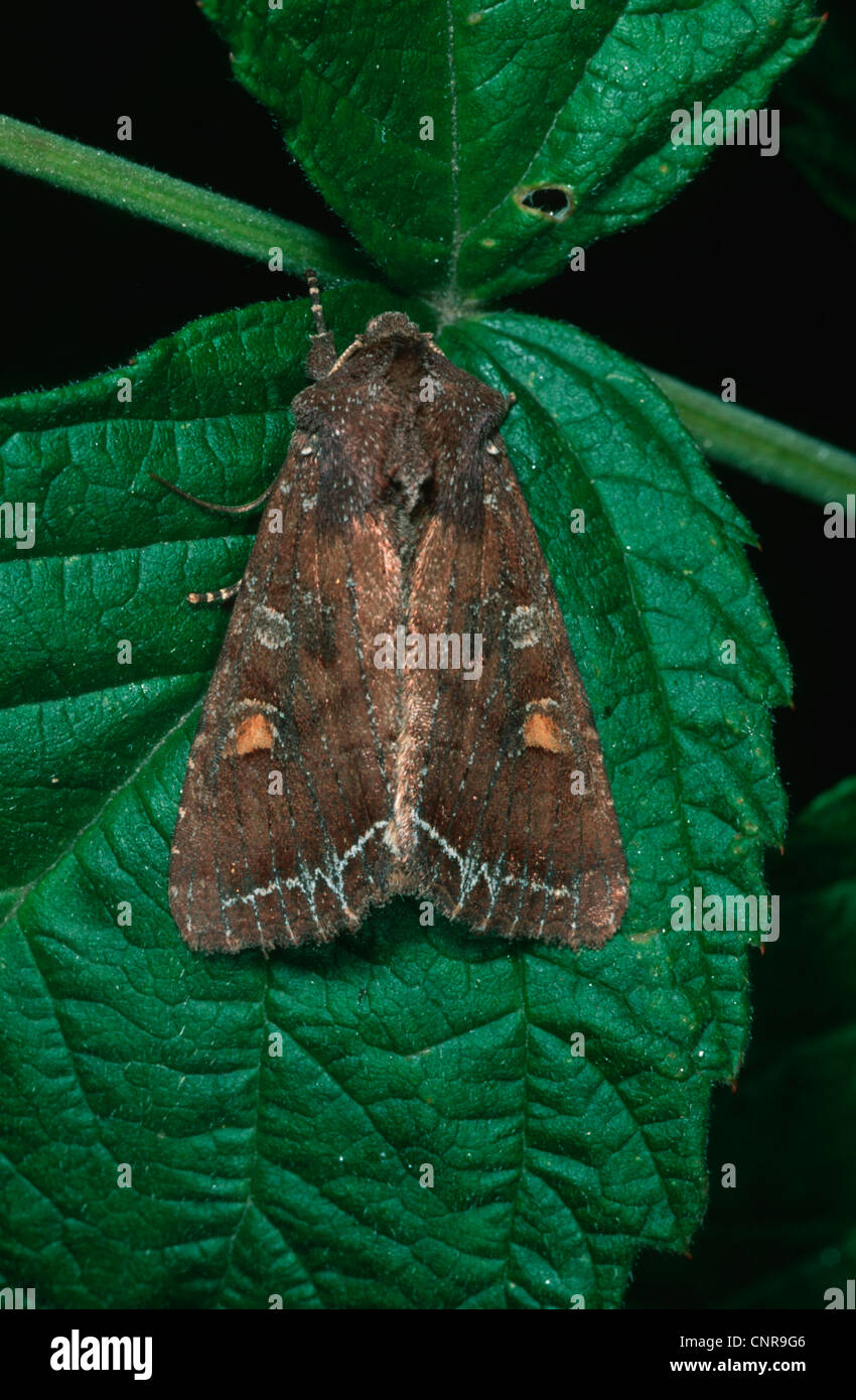 tomato moth, bright-line moth, brown-eye moth (Mamestra oleracea ...