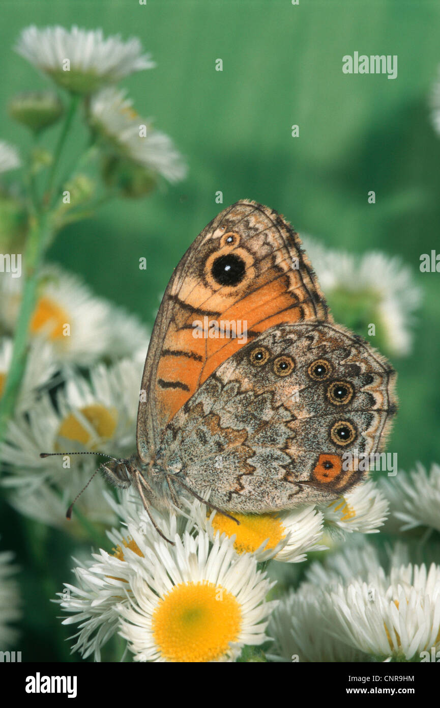 Germany lasiommata megera hi-res stock photography and images - Alamy