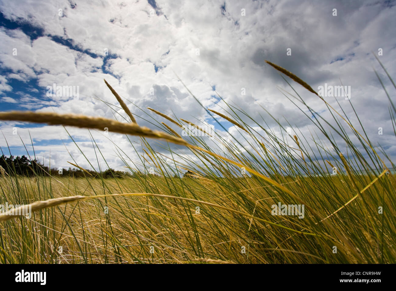 beach grass, European beachgrass, marram grass, psamma, sea sand-reed ...