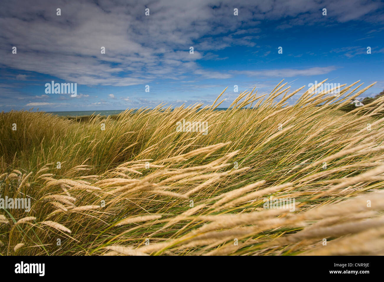 beach grass, European beachgrass, marram grass, psamma, sea sand-reed ...