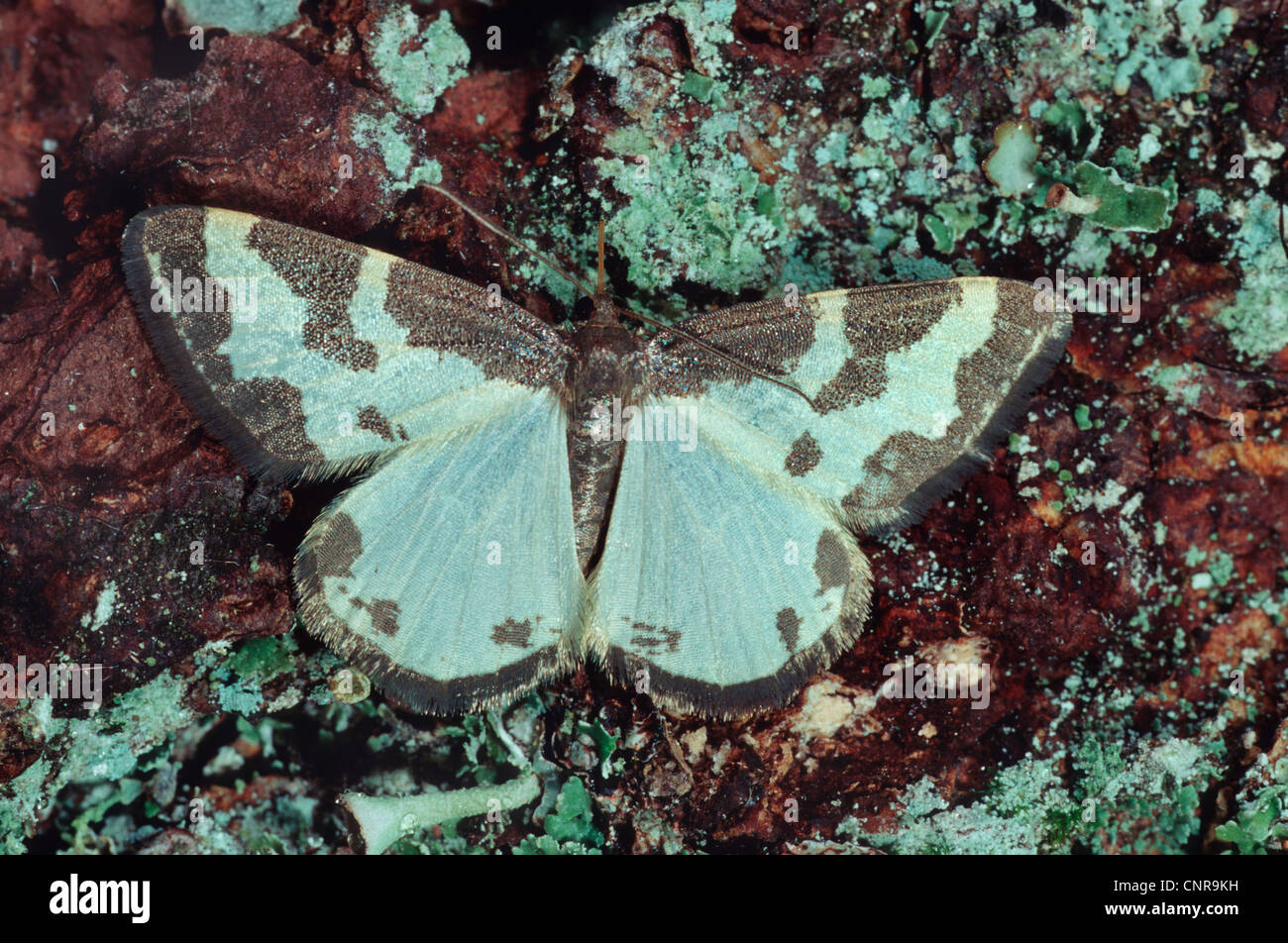 Clouded Border Moth, Clouded Border (Lomaspilis marginata), on bark ...
