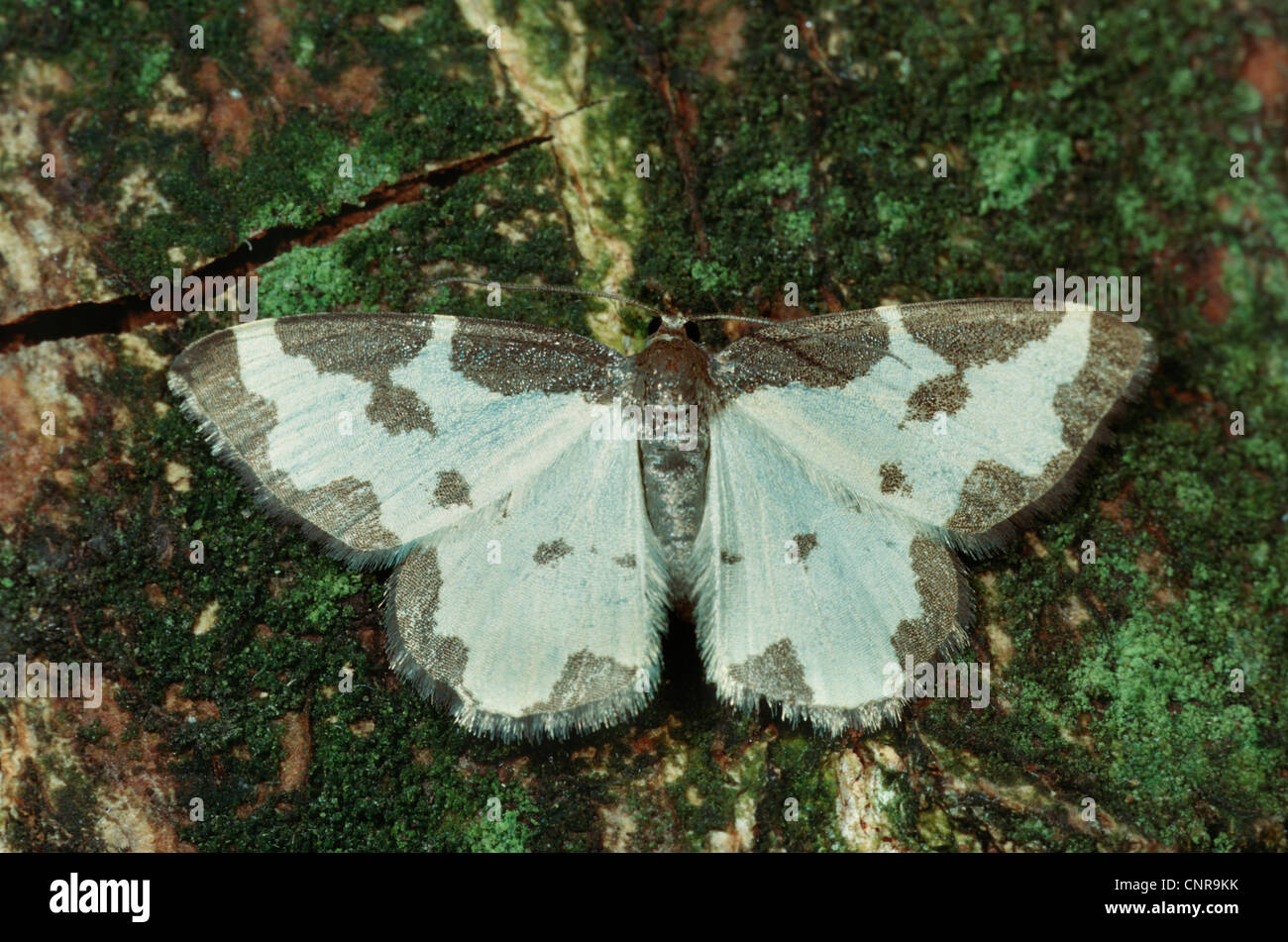 Clouded Border Moth, Clouded Border (Lomaspilis marginata), on mossy ...