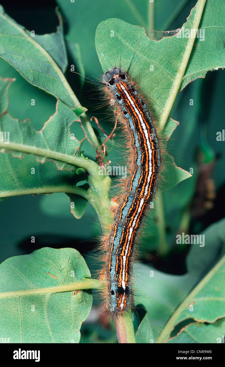 European lackey moth hi-res stock photography and images - Alamy