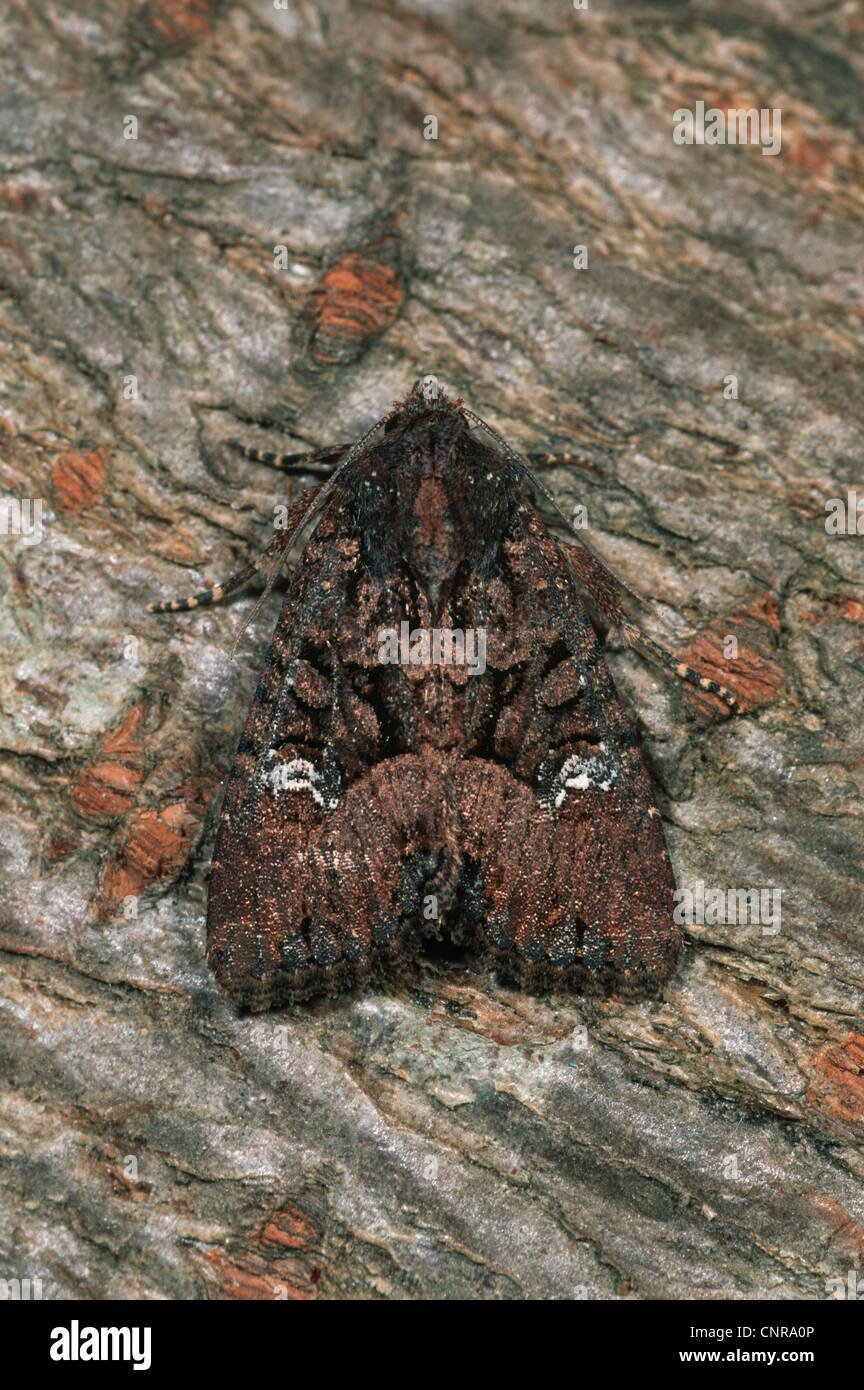 common rustic moth, Daurian Hedgehog (Mesapamea secalis, Apamea secalis ...