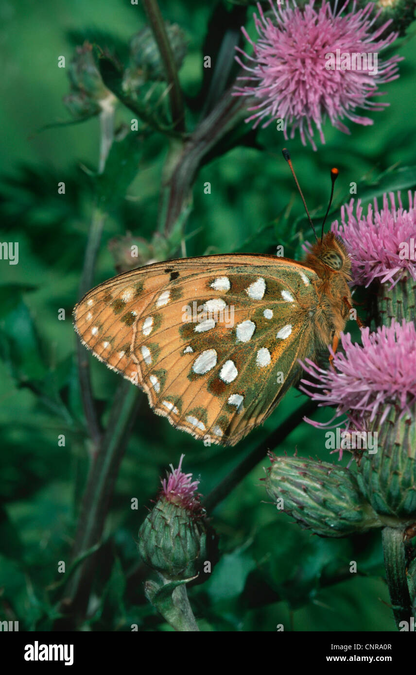 Aglaja hi-res stock photography and images - Alamy