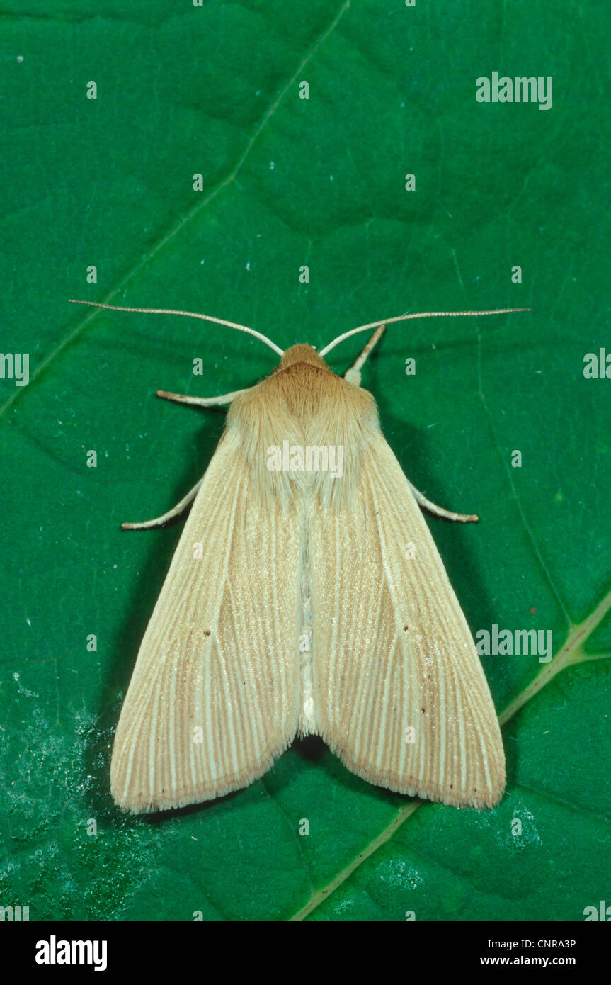 Common wainscot moths hi-res stock photography and images - Alamy
