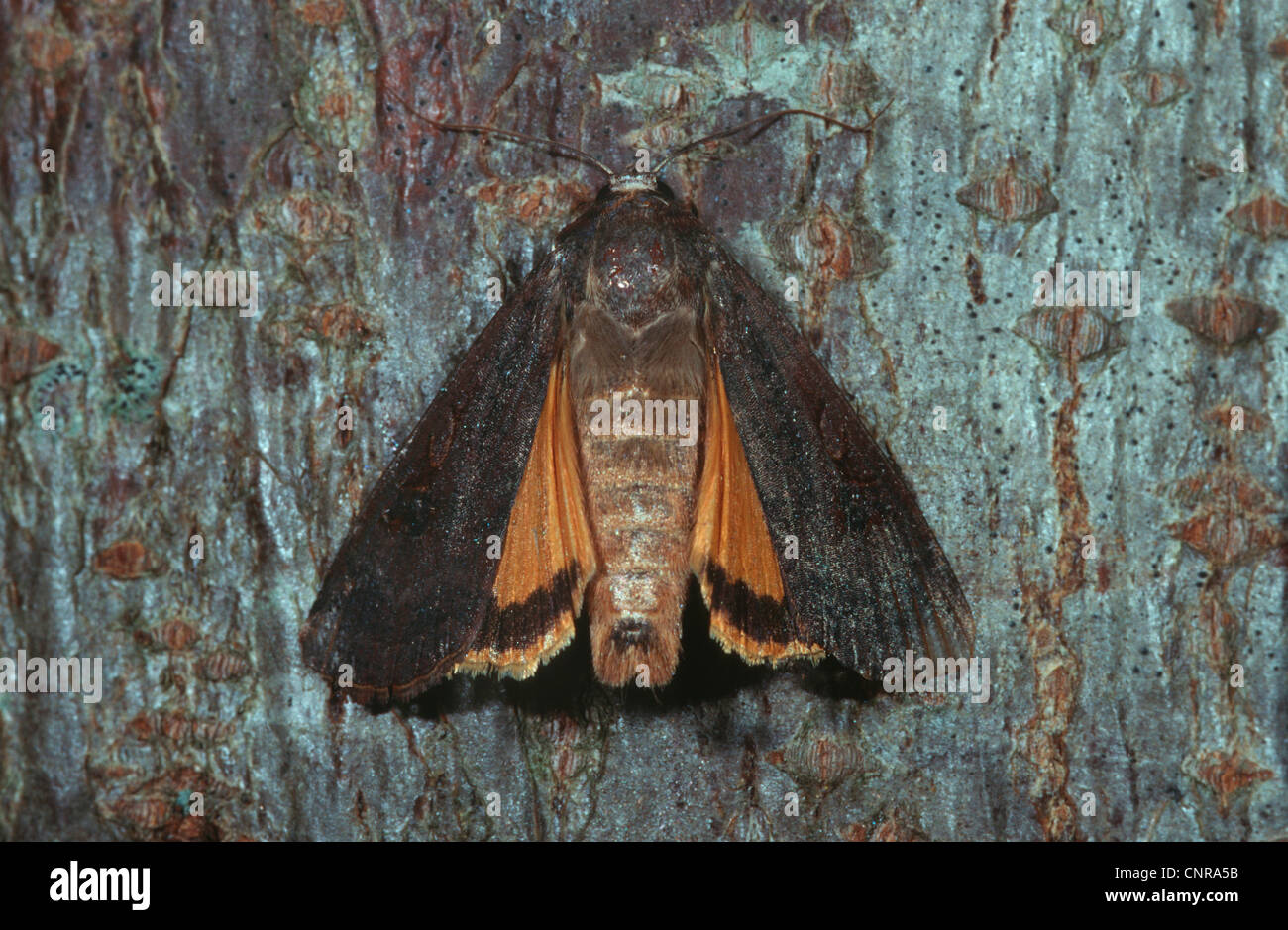 common yellow underwing moth, large yellow underwing moth, hibon ...