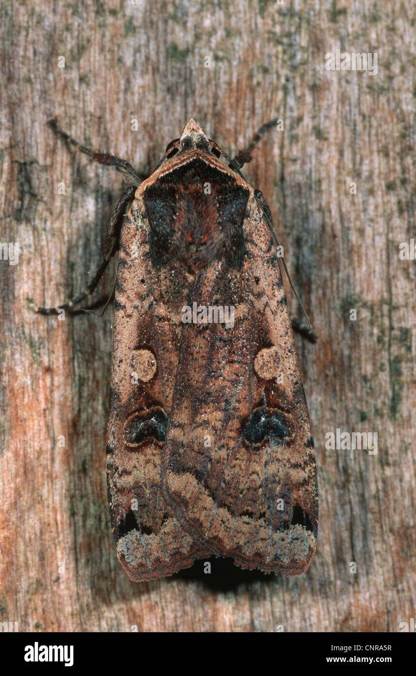 common yellow underwing moth, large yellow underwing moth, hibon ...