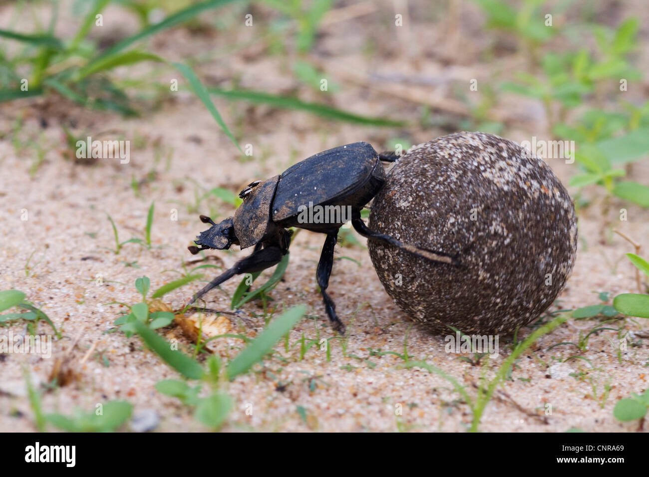 scarab beetle, scarab (Scarabaeus spec.), with dung pill, Namibia ...