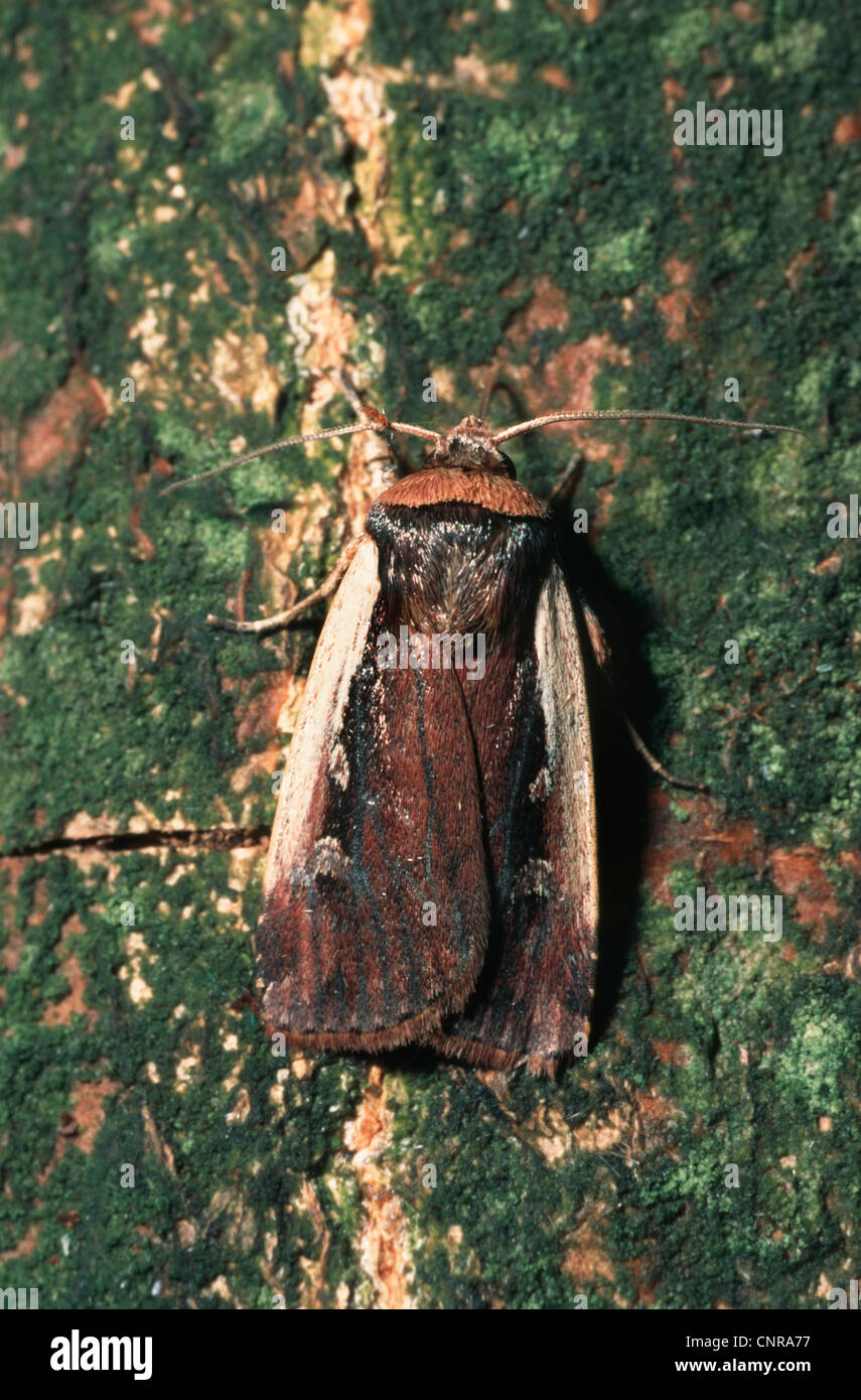 Ochropleura plecta (Ochropleura plecta), sitting on bark, Germany Stock ...