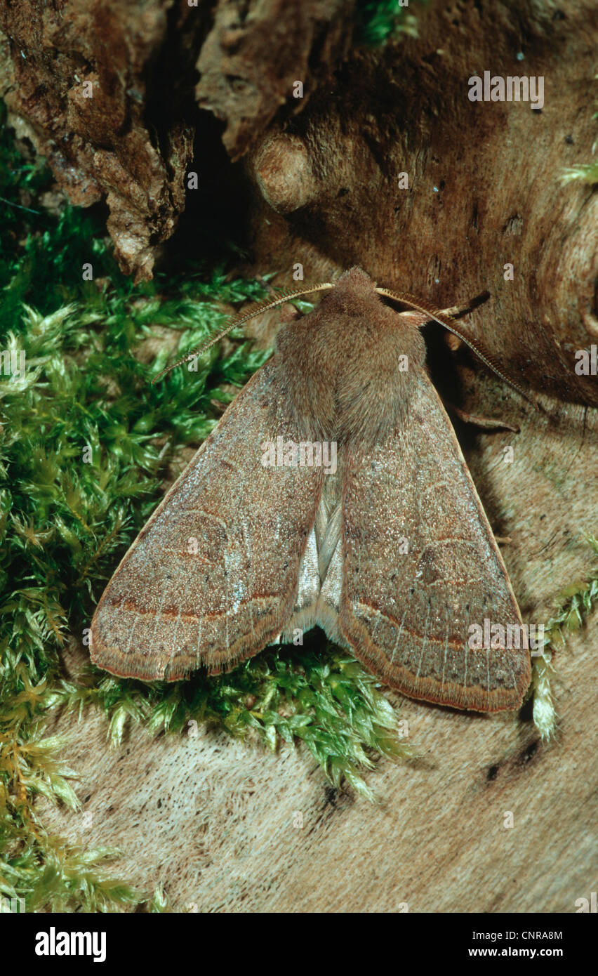 clouded drab moth (Orthosia cerasi), on mossy bark , Germany Stock ...