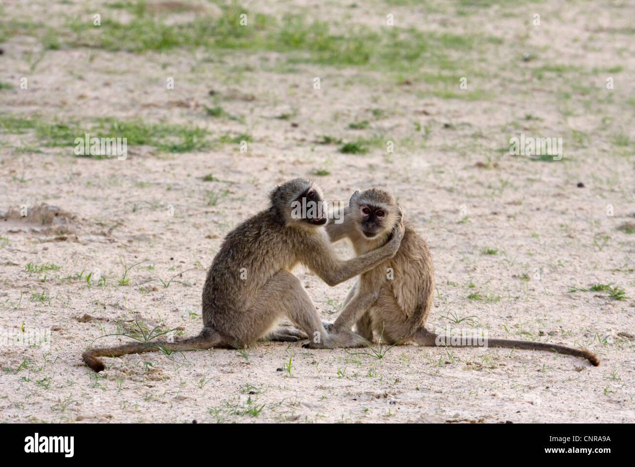 Two baby monkeys playing hi-res stock photography and images - Alamy