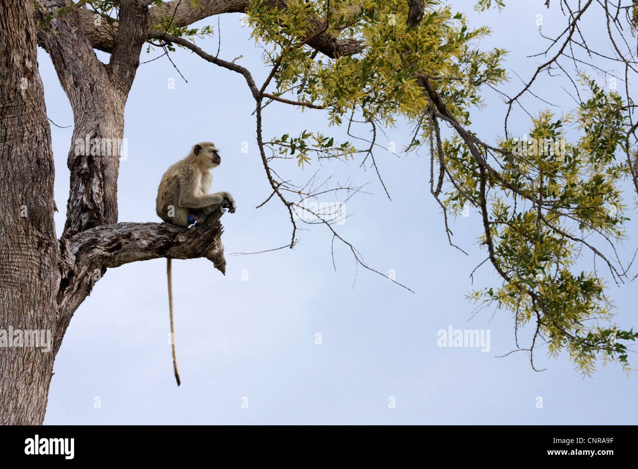 grivet monkey, savanna monkey, green monkey, Vervet monkey ...