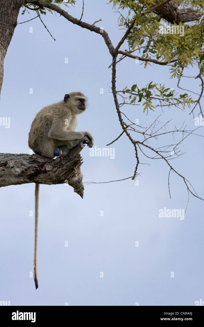 grivet monkey, savanna monkey, green monkey, Vervet monkey ...