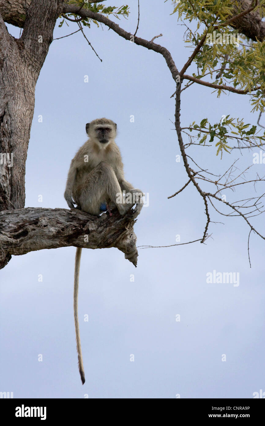 grivet monkey, savanna monkey, green monkey, Vervet monkey ...