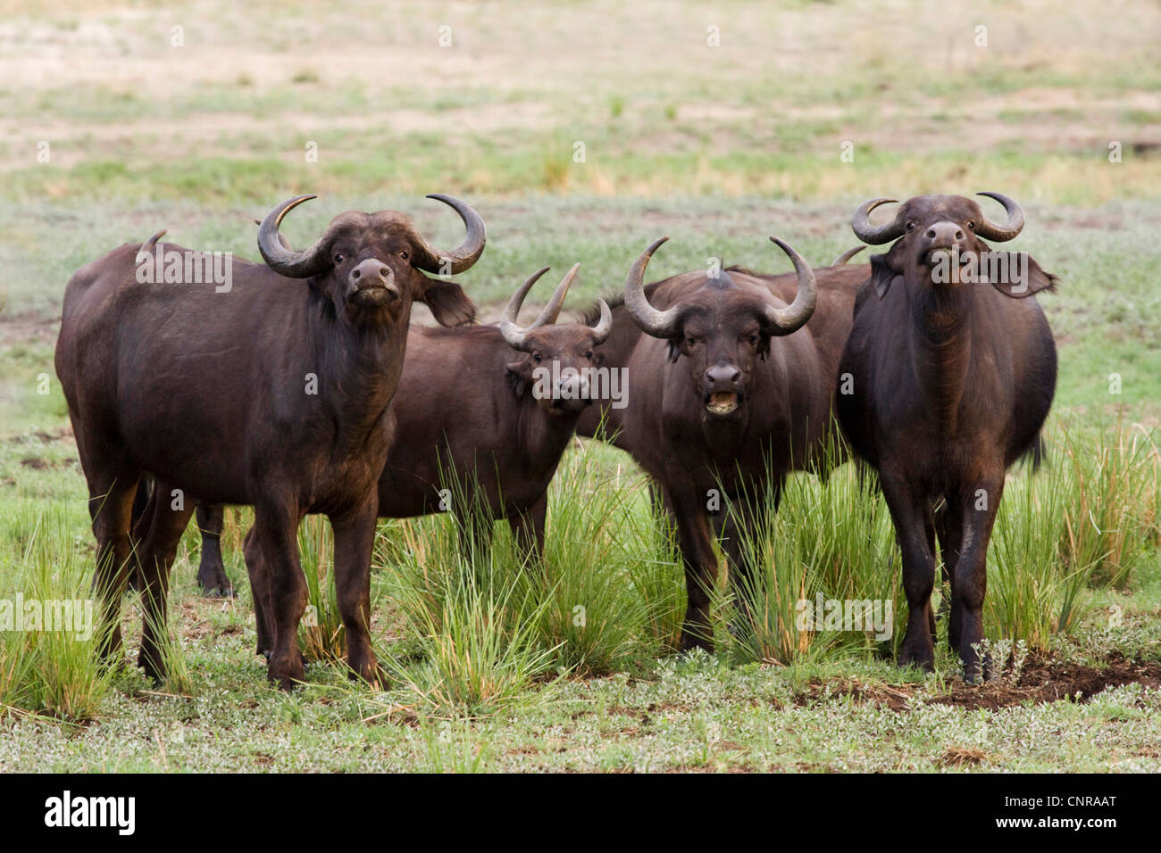 Herds african buffalo hi-res stock photography and images - Alamy