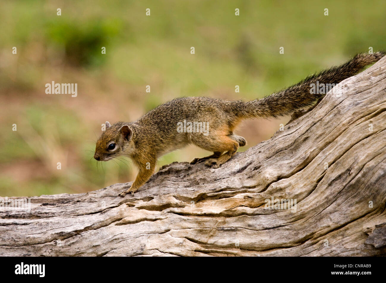 Smith's bush squirrel (Paraxerus cepapi), climbing on deadwood, Namibia ...