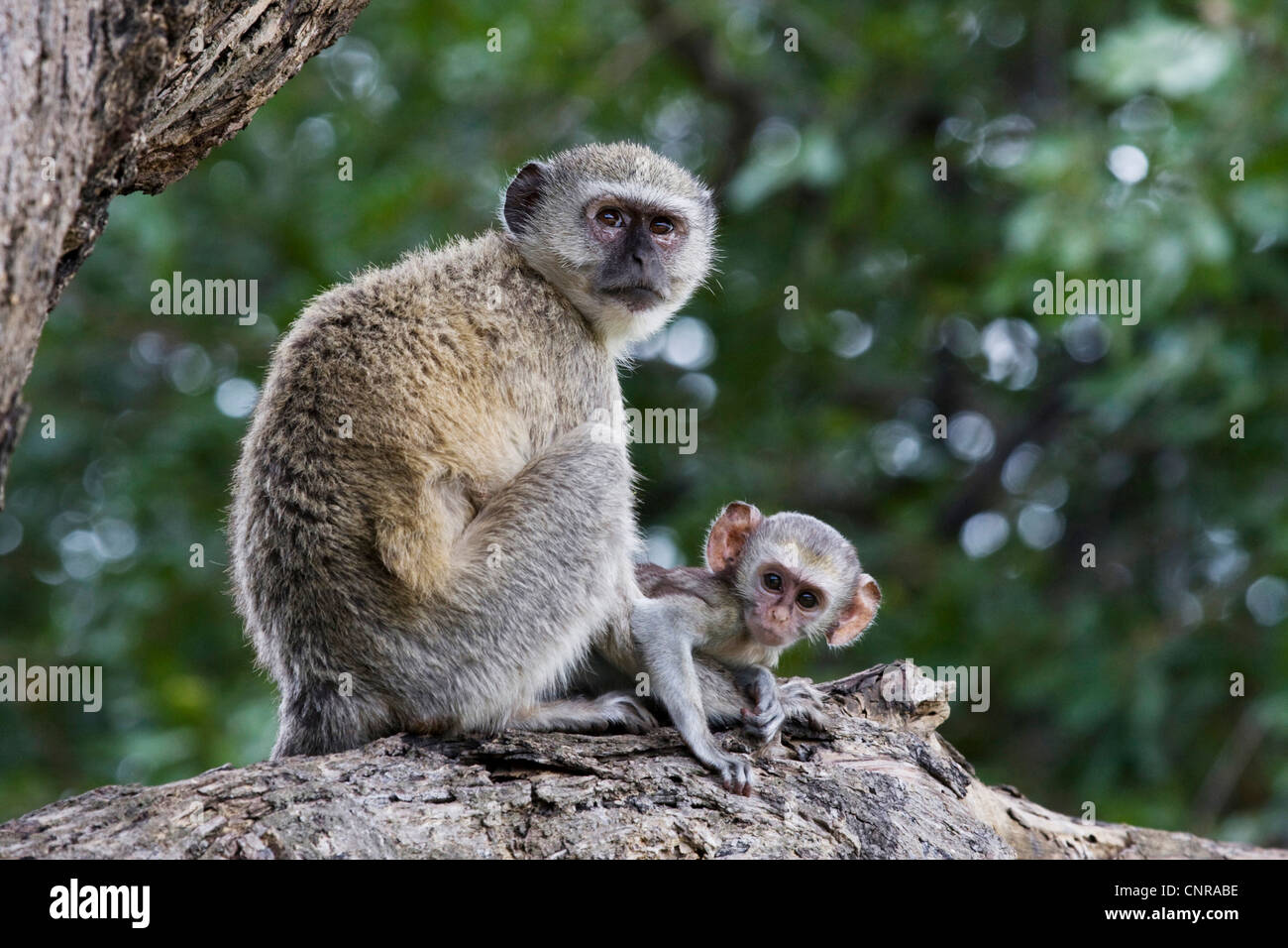 Grivet Monkey High Resolution Stock Photography and Images - Alamy