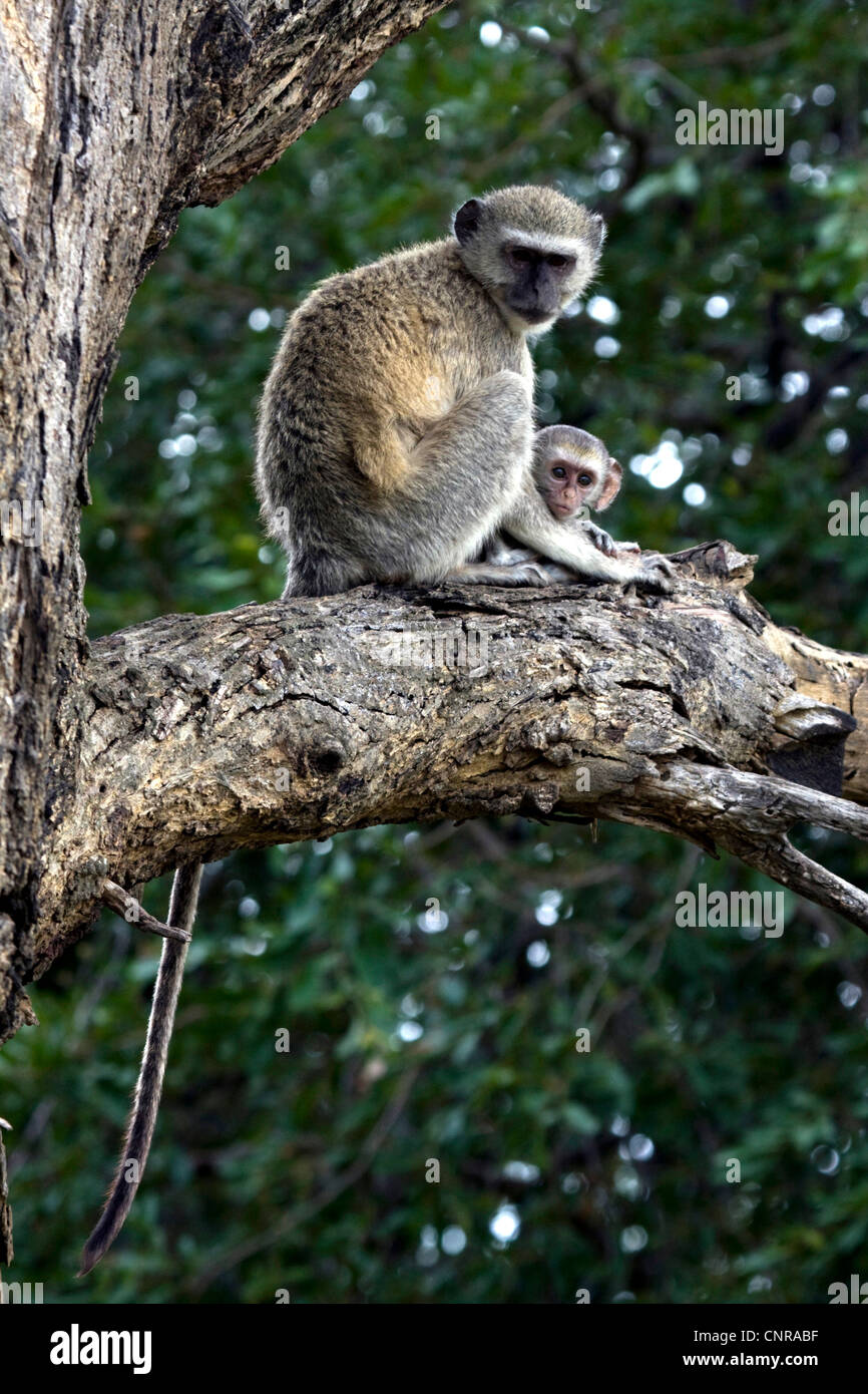 grivet monkey, savanna monkey, green monkey, Vervet monkey ...