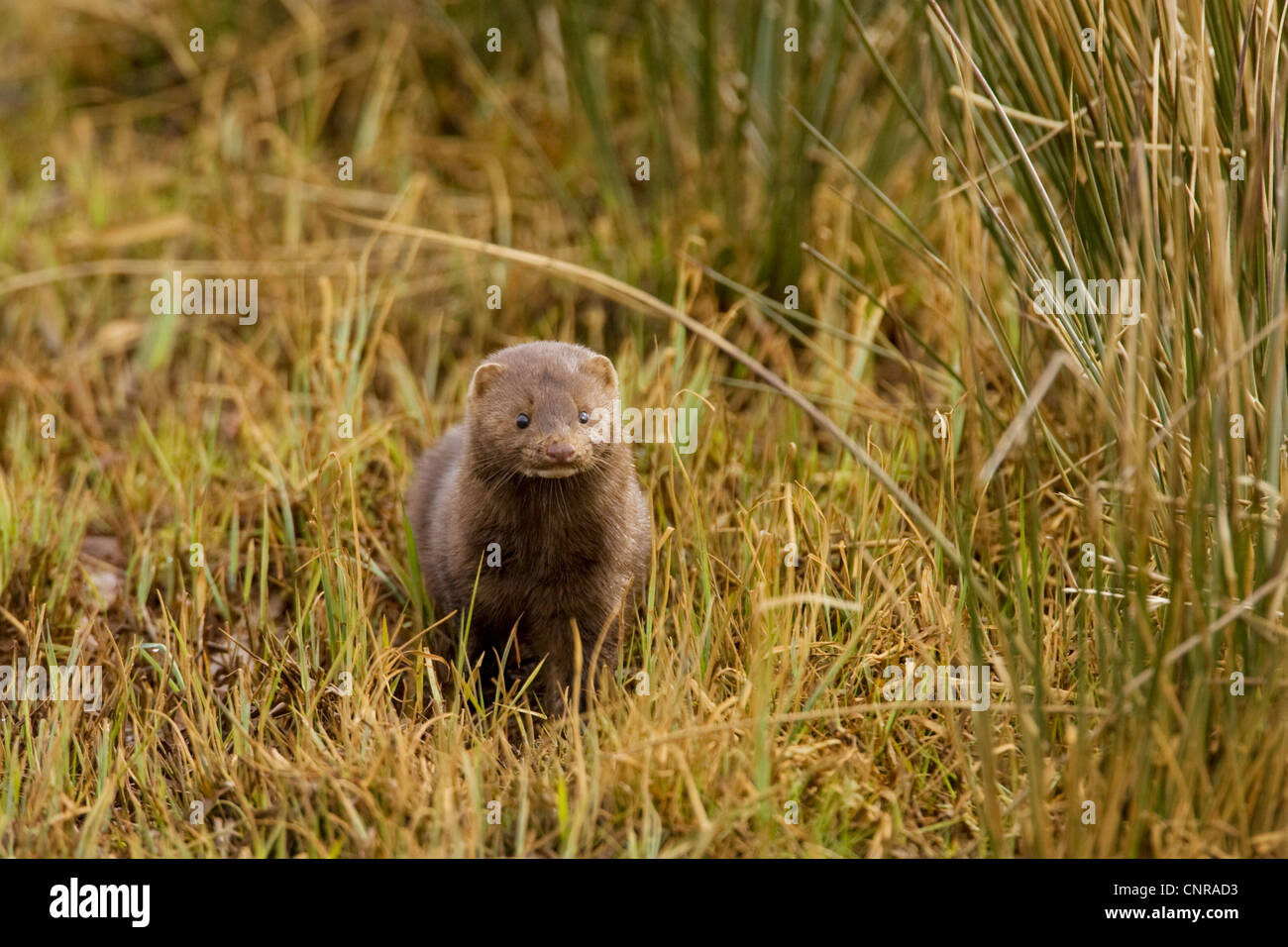 North american introduced mammals hi-res stock photography and images ...