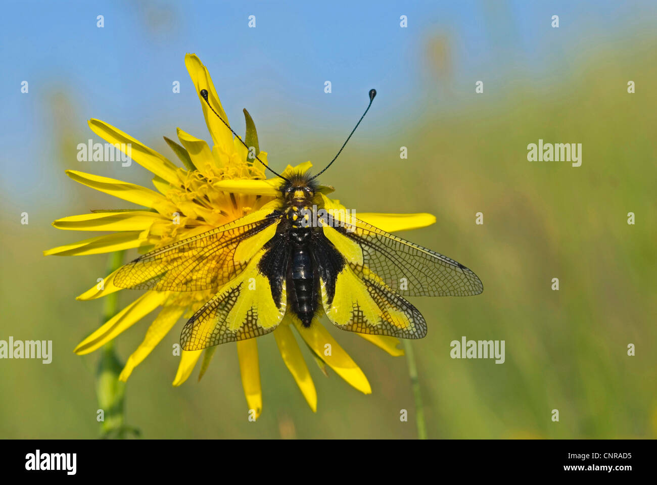 owlflies (Libelloides coccajus, Libelloides coccaius, Ascalaphus ...