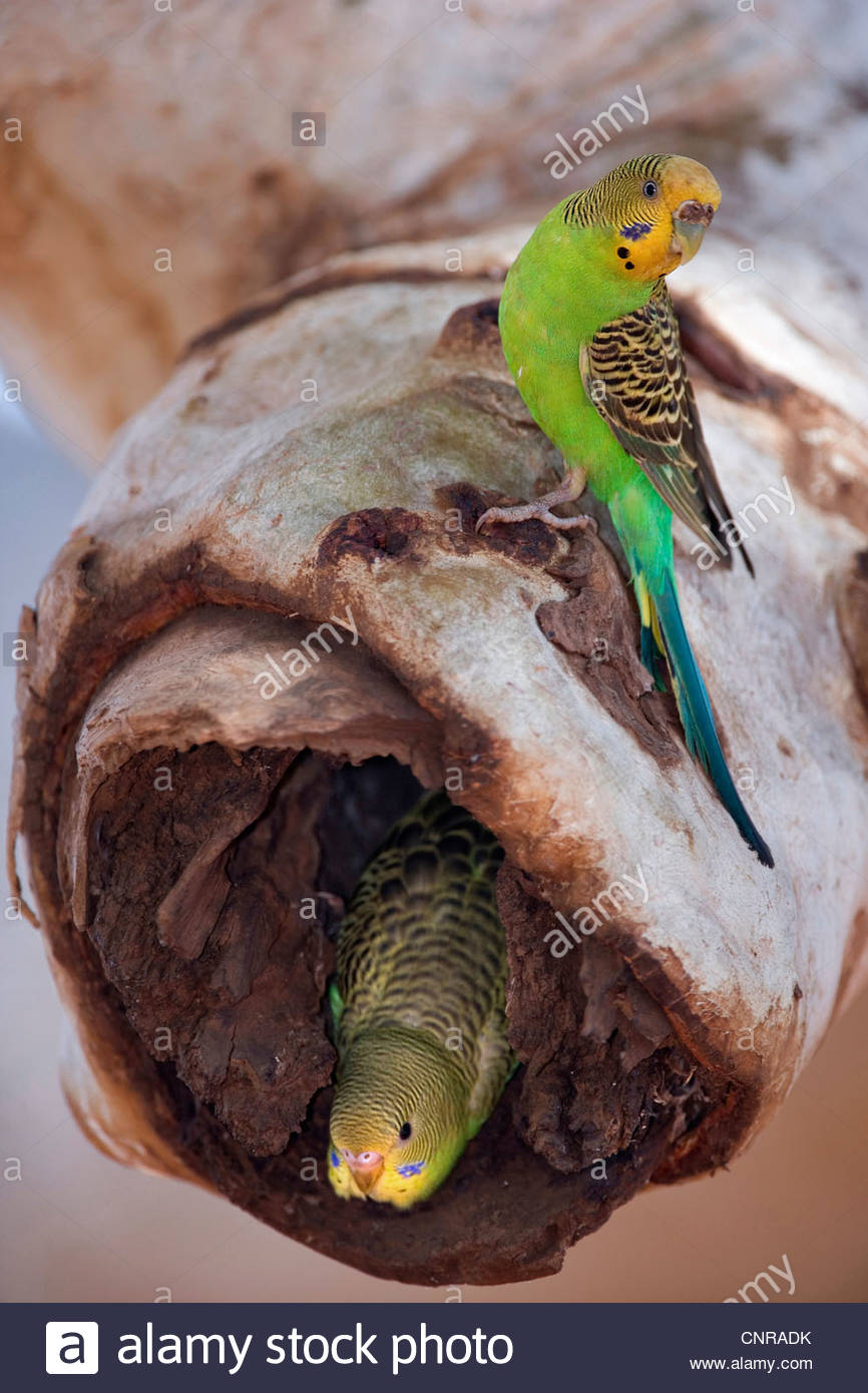 Baby Budgie Stock Photos & Baby Budgie Stock Images - Alamy