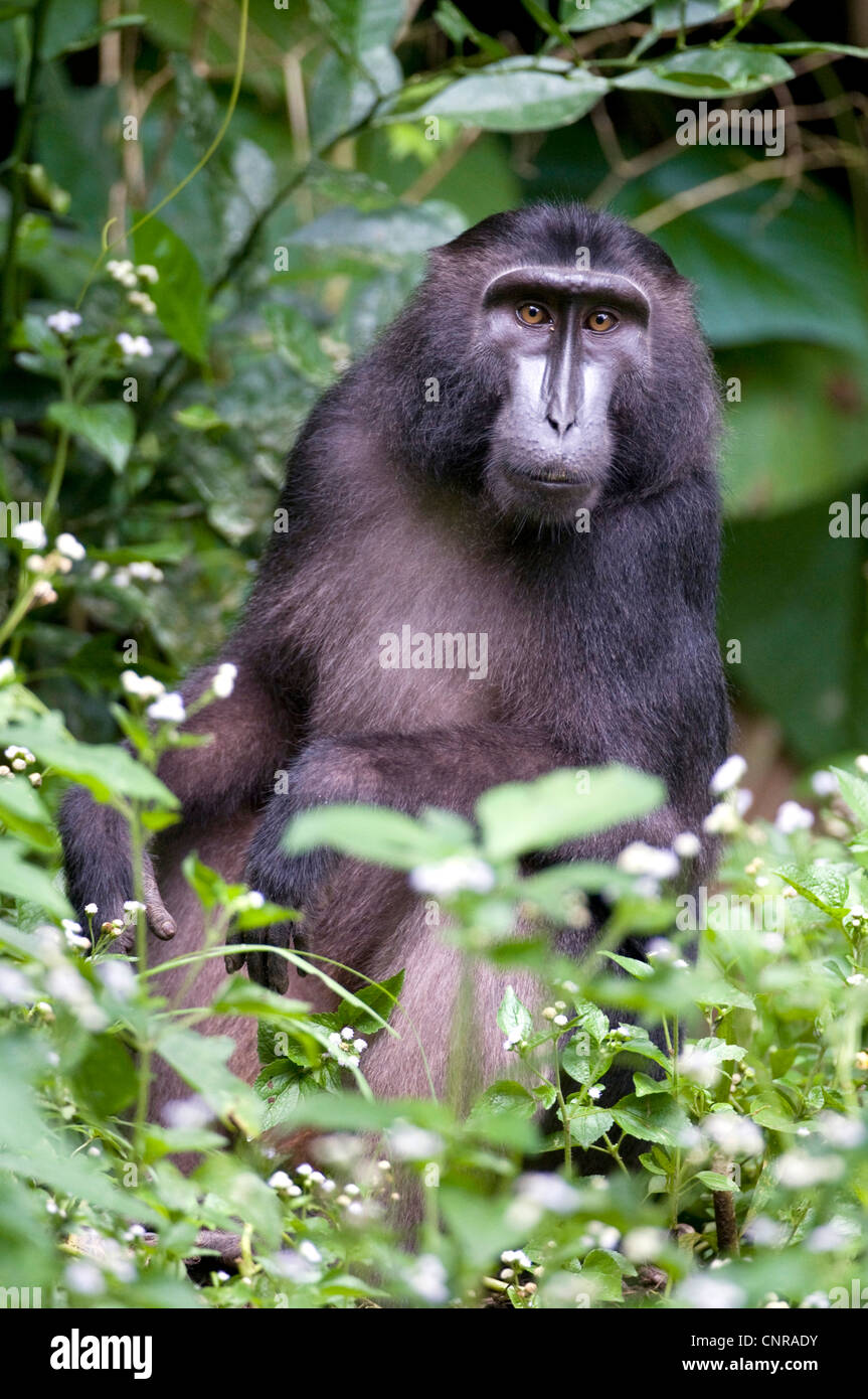 Dumoga-bone Macaque, Gorontalo Macaque (Macaca nigrescens), sitting in ...