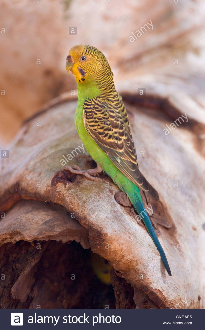 Budgie Australia Stock Photos & Budgie Australia Stock Images - Alamy