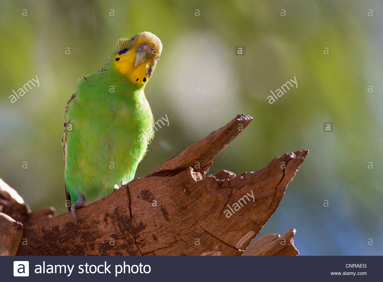 Budgie Australia Stock Photos & Budgie Australia Stock Images - Alamy