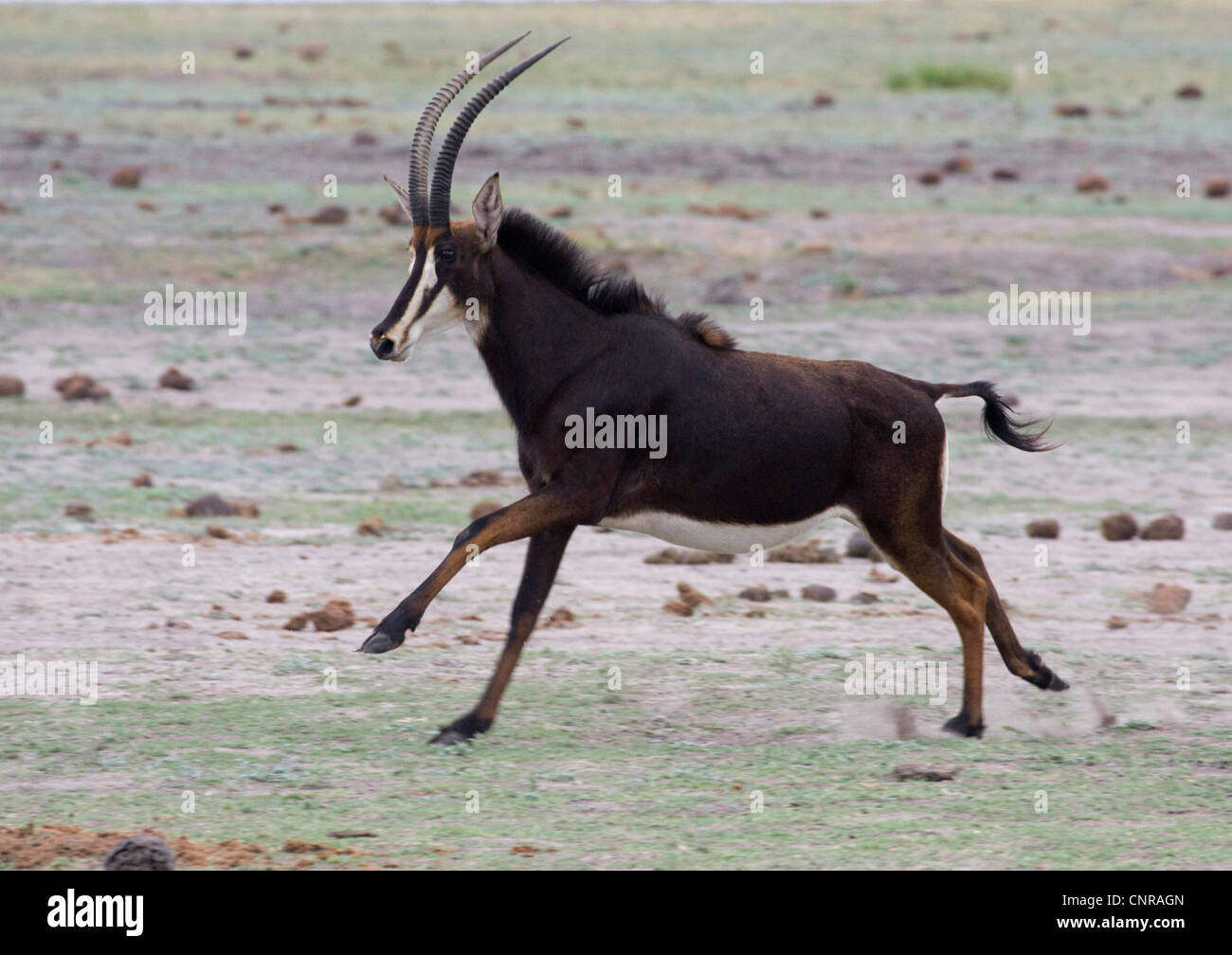 sable antelope (Hippotragus niger), on the lam, Botswana, Chobe ...