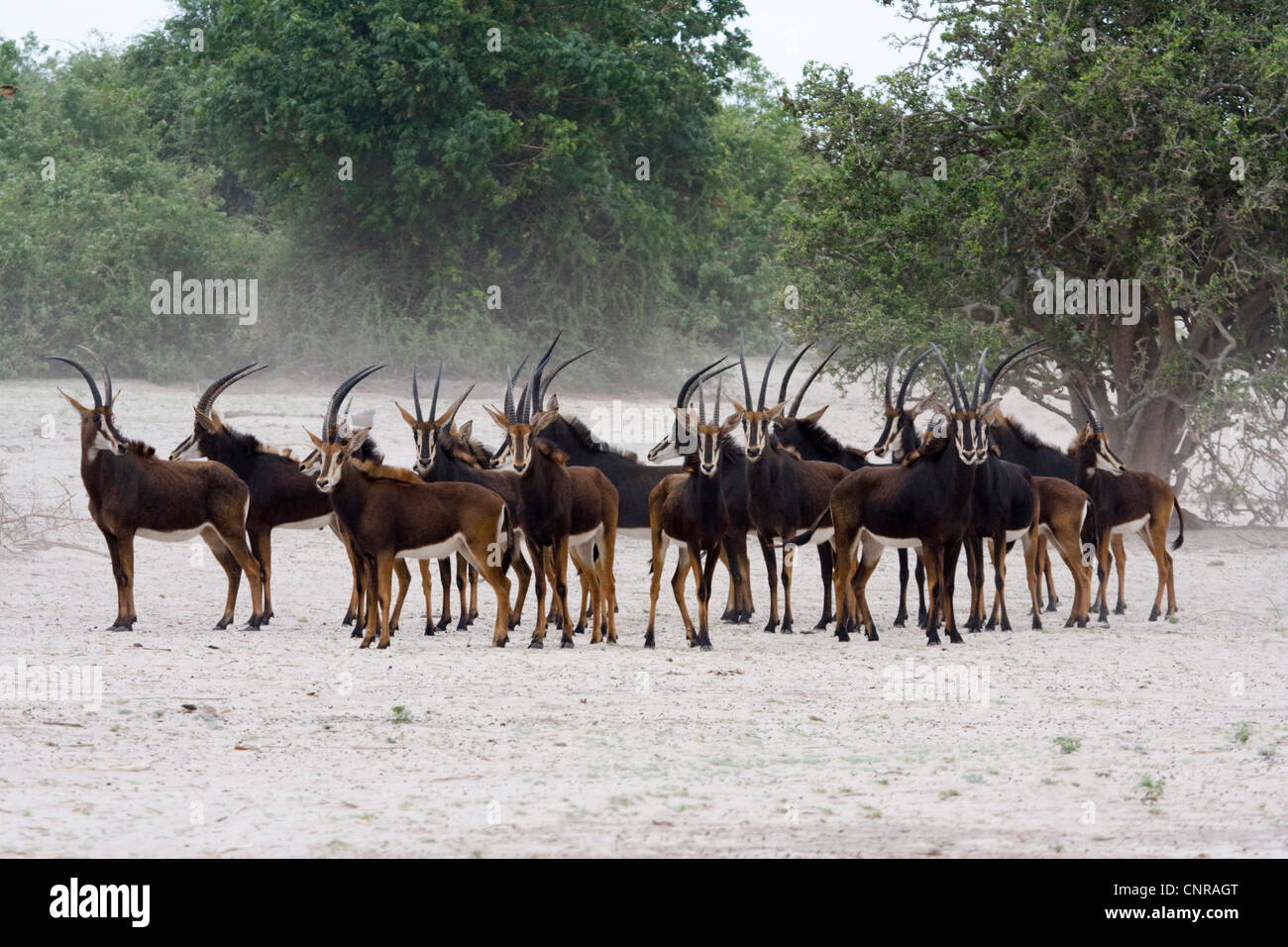 Sable antelope hi-res stock photography and images - Alamy
