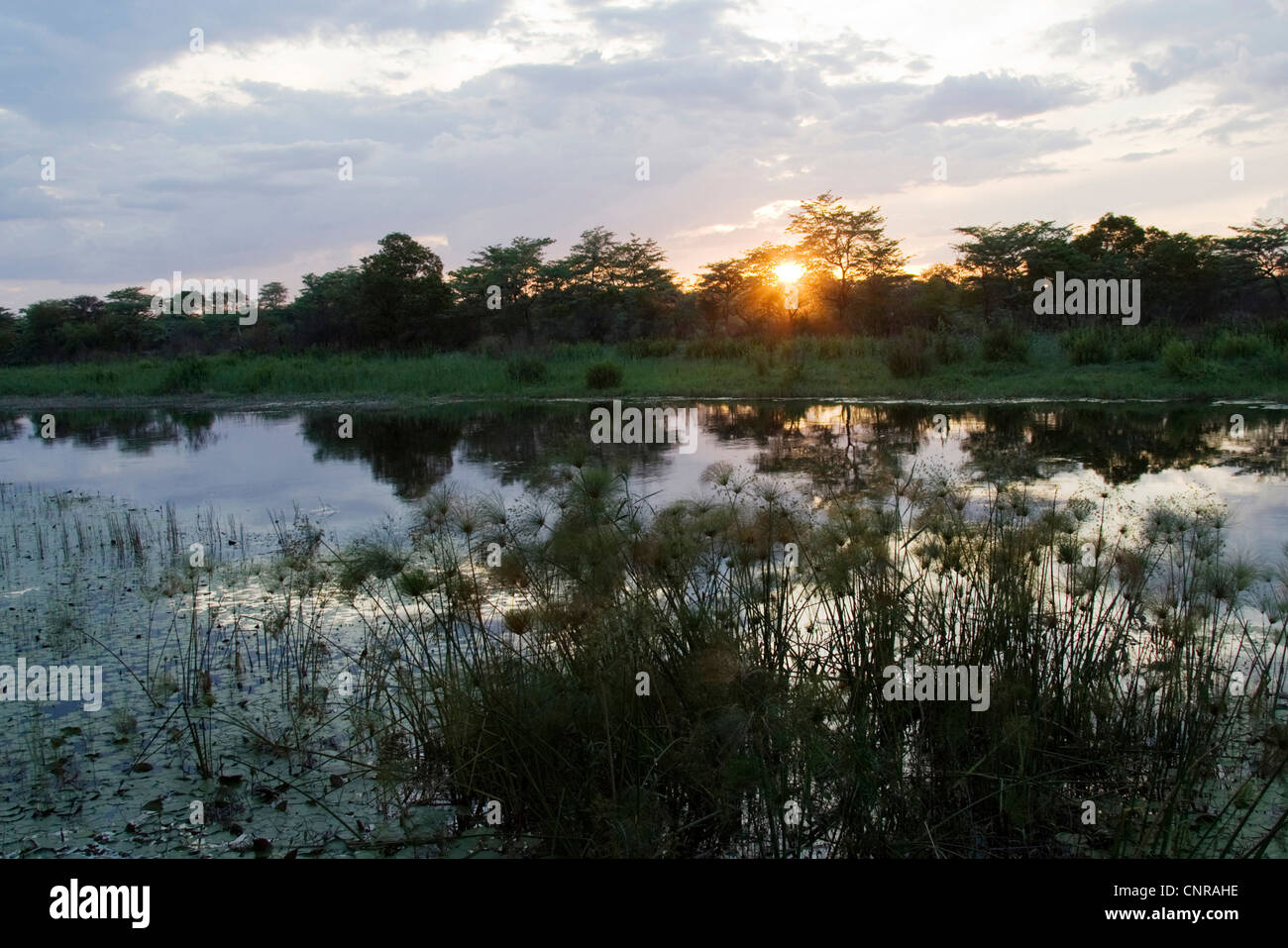 sunset at shore of Kwando River, Namibia, Kwando River Stock Photo - Alamy