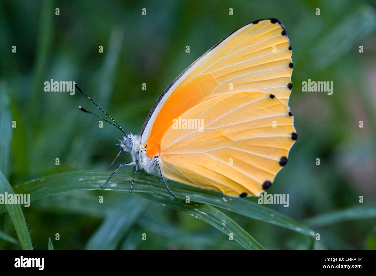 Mylothris (Mylothris rubricostra), resting on blade of grass, Namibia ...