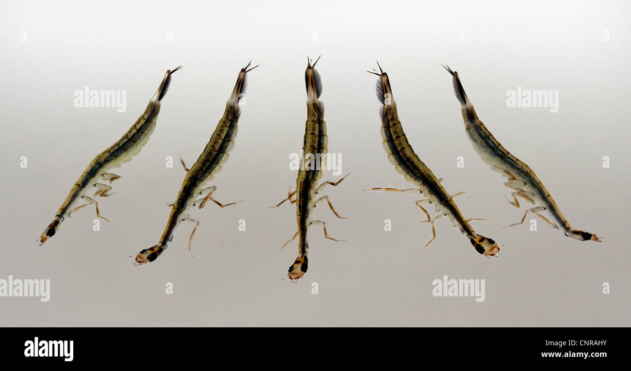 Hydrophilidae Larvae