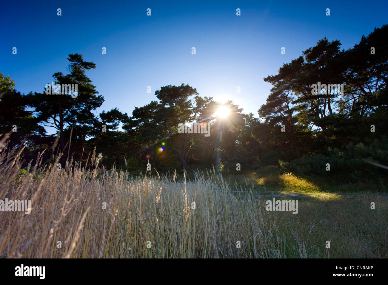 Landscape on hiddensee in backlight hi-res stock photography and images ...