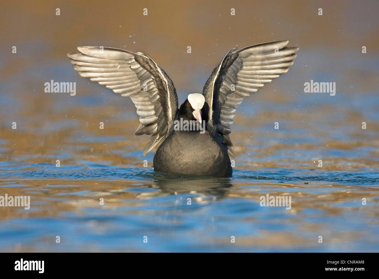 black coot (Fulica atra), flapping wings on lake, Germany, North Rhine ...