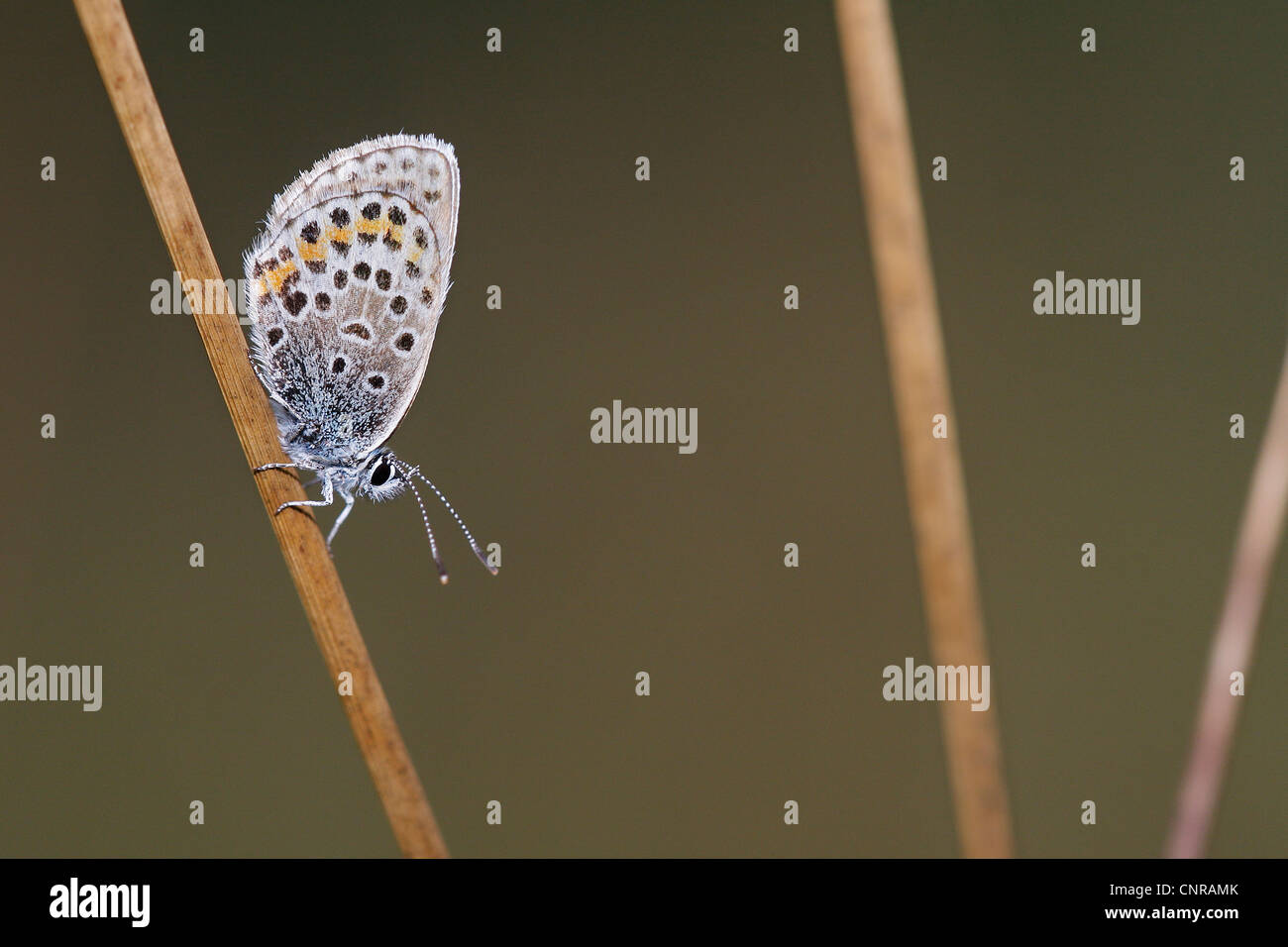 Silver-studded blue (Plebejus argus, Plebeius argus), on stem, Germany ...