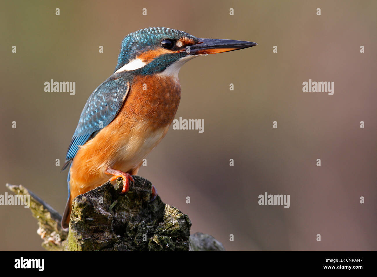 Birds on river snag hi-res stock photography and images - Alamy