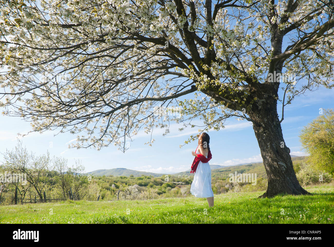 Beautiful young woman smelling the blossom of a cherry tree in bloom in ...