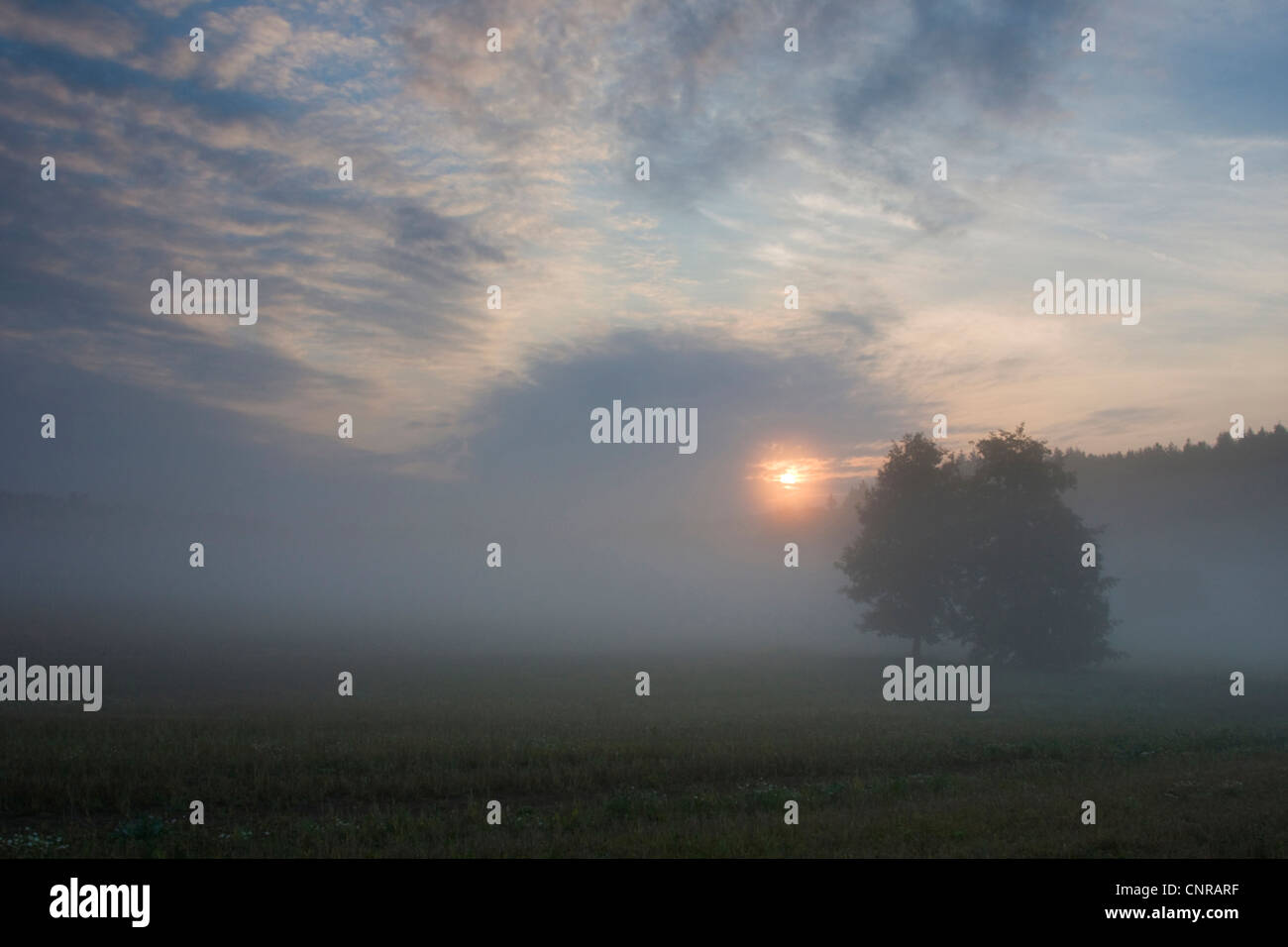 tree in morning mist, Germany, Saxony, Vogtlaendische Schweiz Stock ...