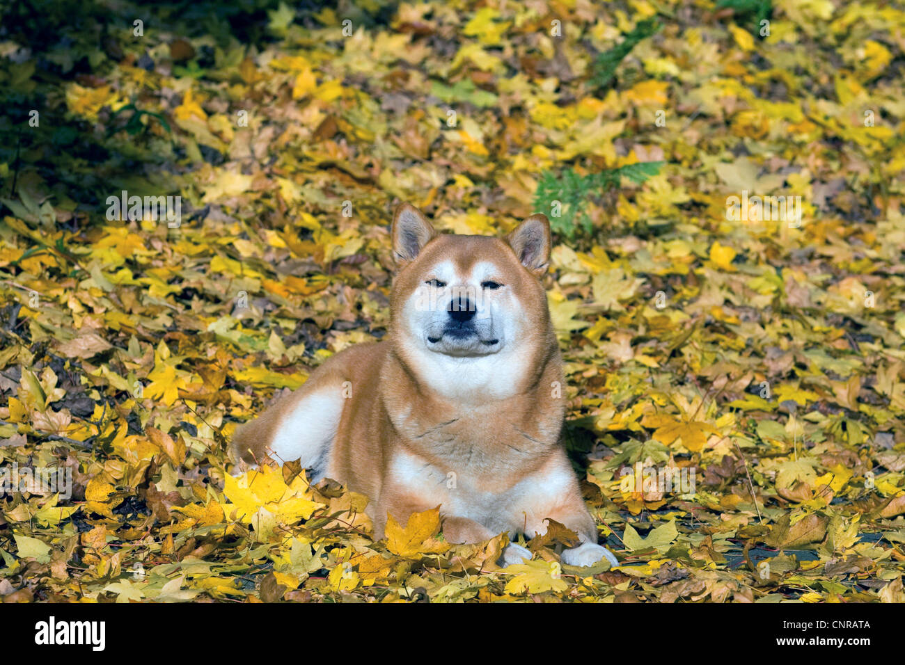 Shiba Inu (Canis lupus f. familiaris), lying in autumn foliage Stock ...