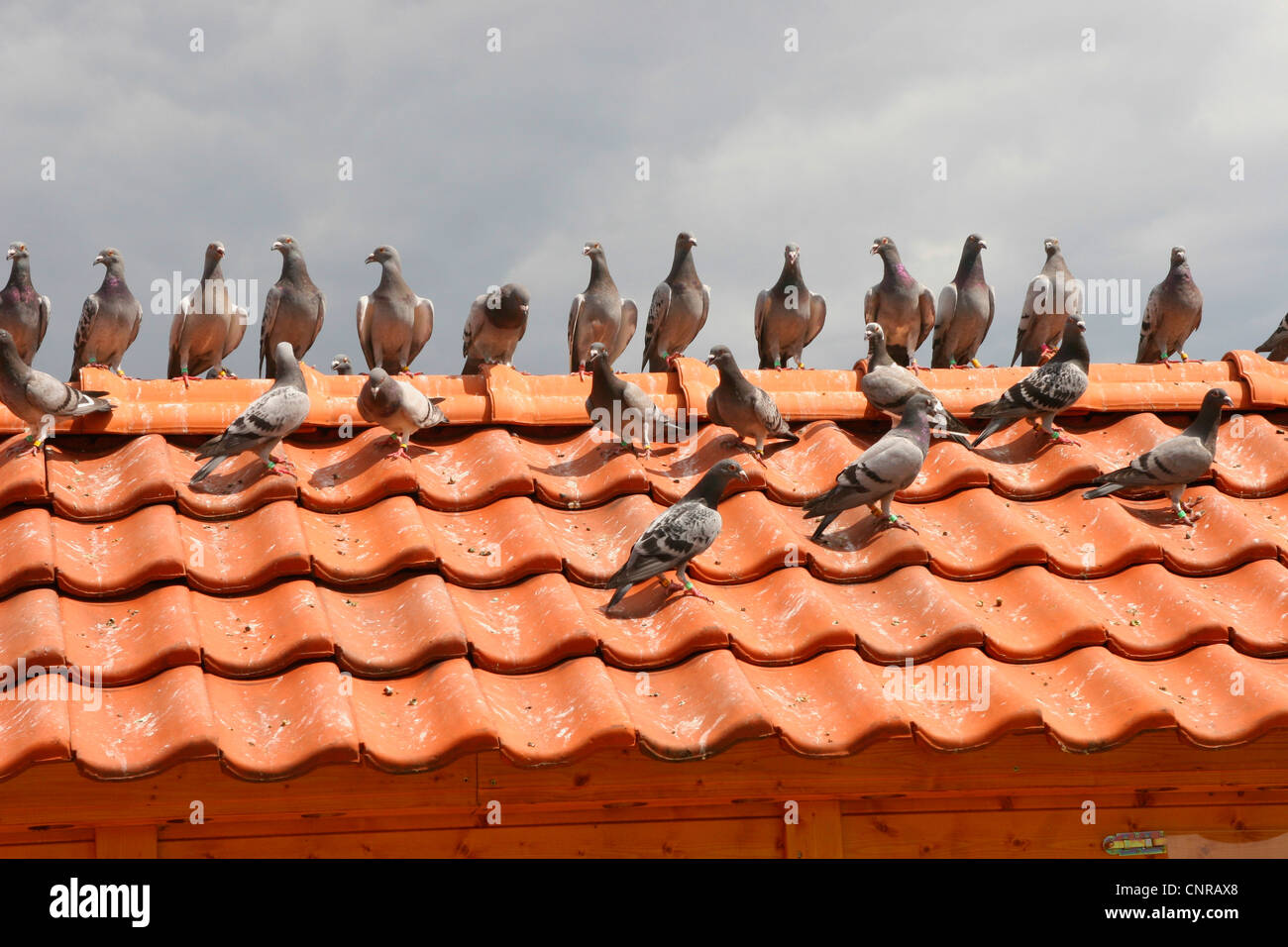 Homing pigeons hi-res stock photography and images - Alamy