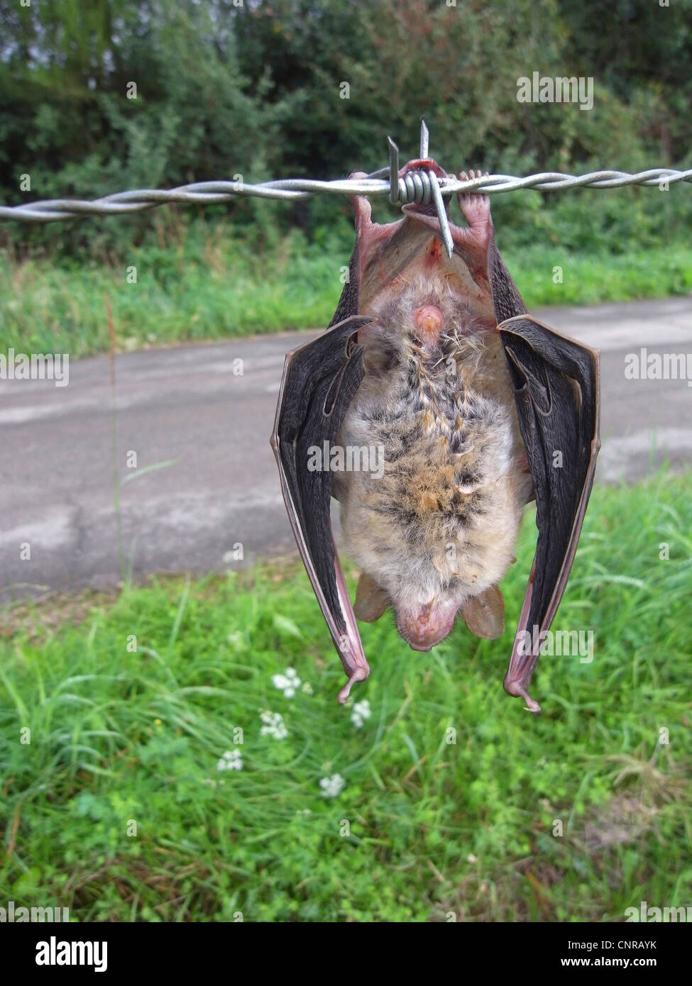 Greater Mouse-eared bat, Large Mouse-Eared Bat (Myotis myotis), on ...