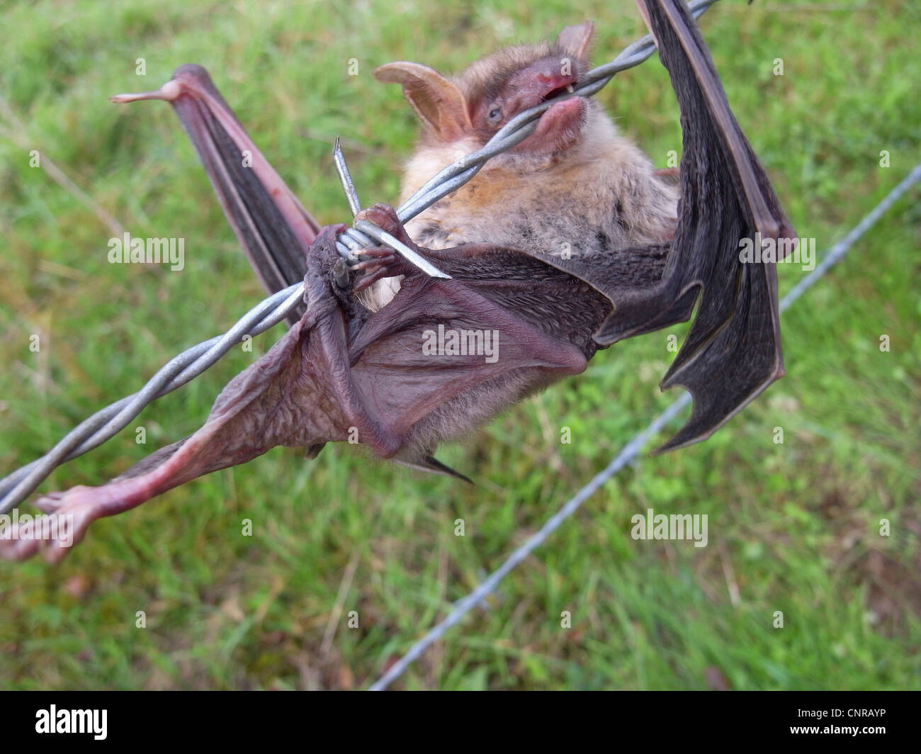 Greater Mouse-eared bat, Large Mouse-Eared Bat (Myotis myotis), on ...