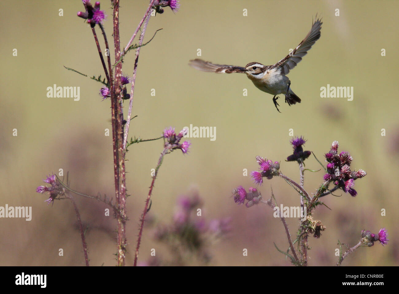 Flying birds over flower hi-res stock photography and images - Alamy
