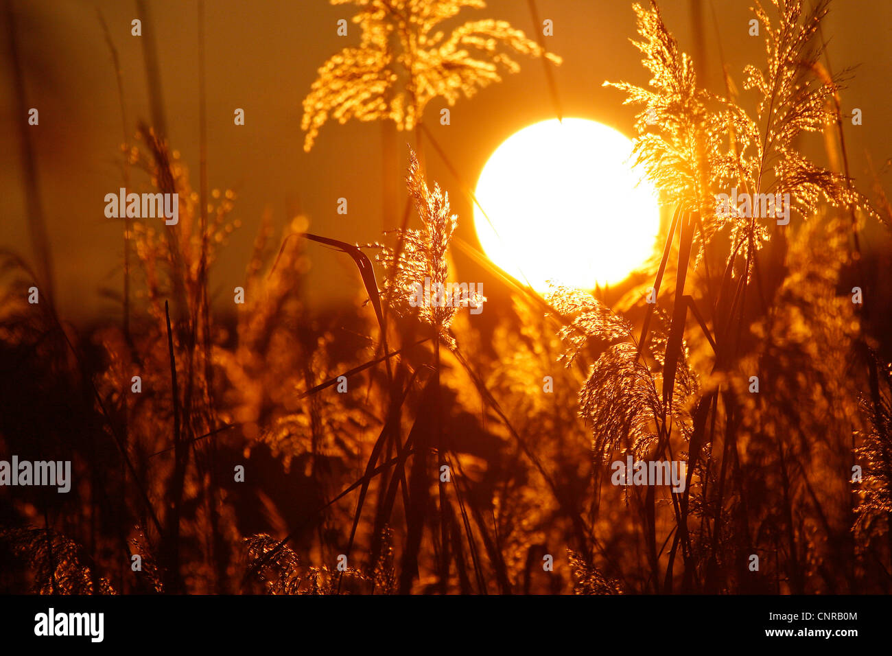 reed grass, common reed (Phragmites communis, Phragmites australis ...